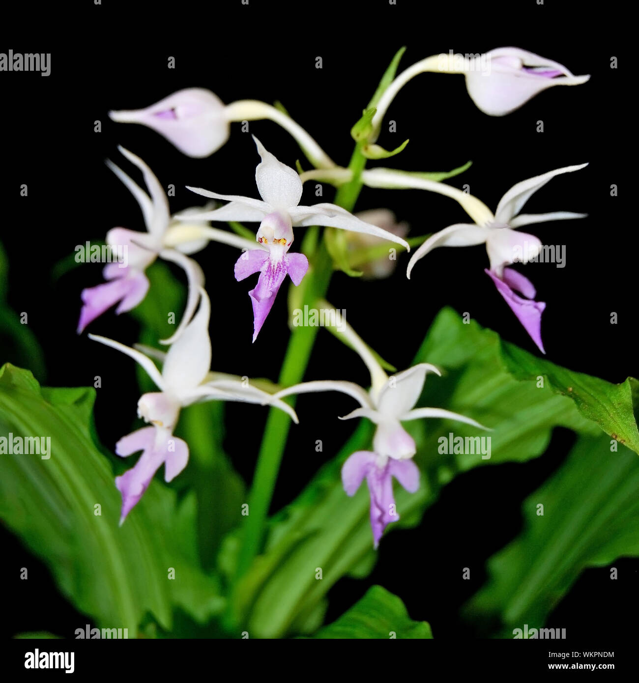 Purple ground orchid, Calanthe reflexa, native specie terrestrial ...