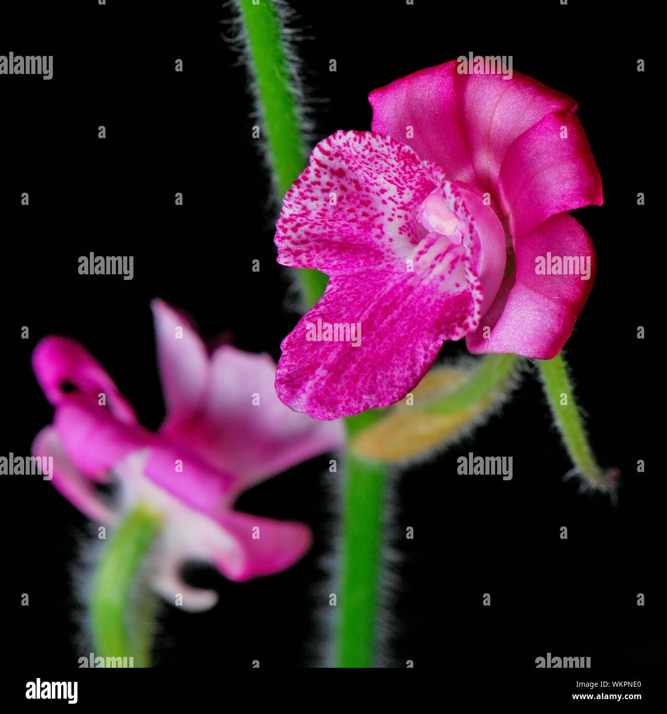 Pink ground orchid, Calanthe cardioglossa, native specie terrestrial ...