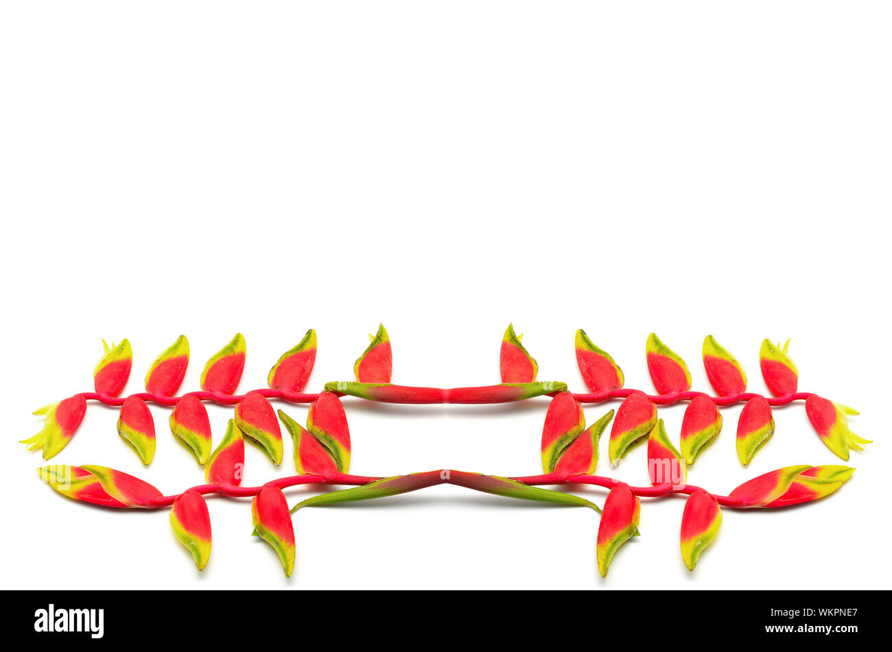 Tropical red Hanging Heliconia or Hanging Lobster Claw, Heliconia ...