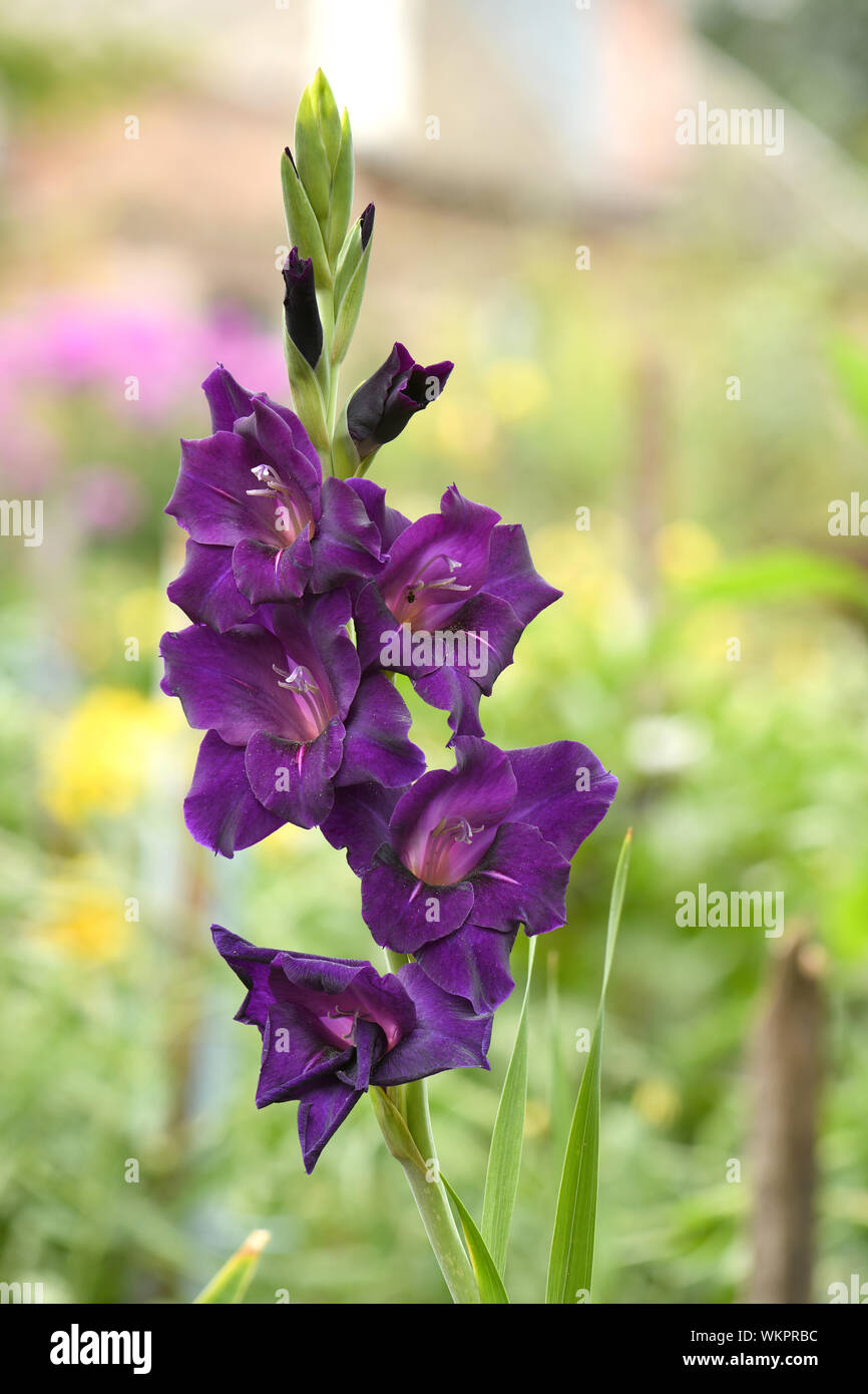 Violet colored gladiolus isolated on white background. High resolution ...