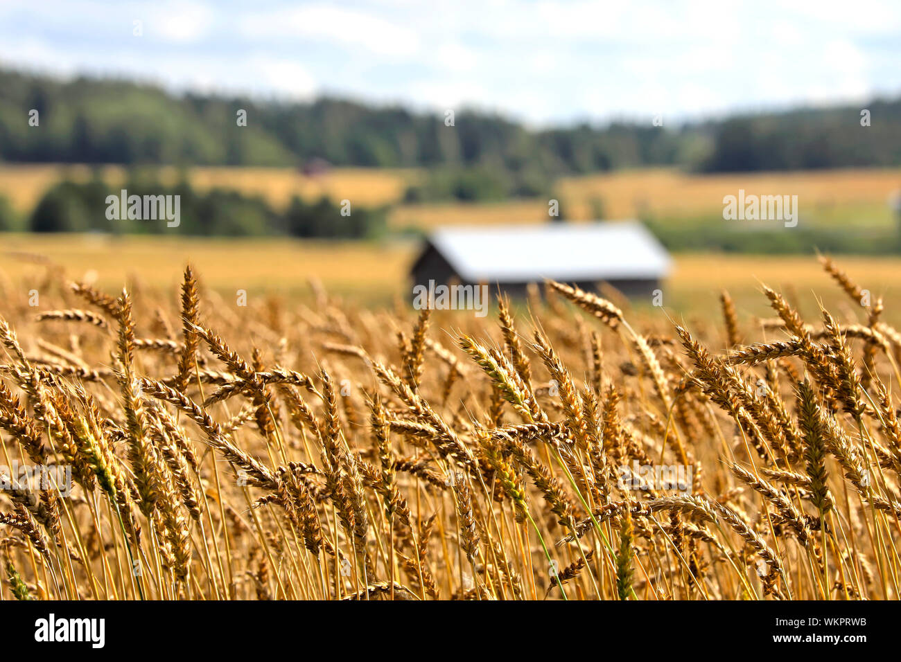 Farm Field Barn
