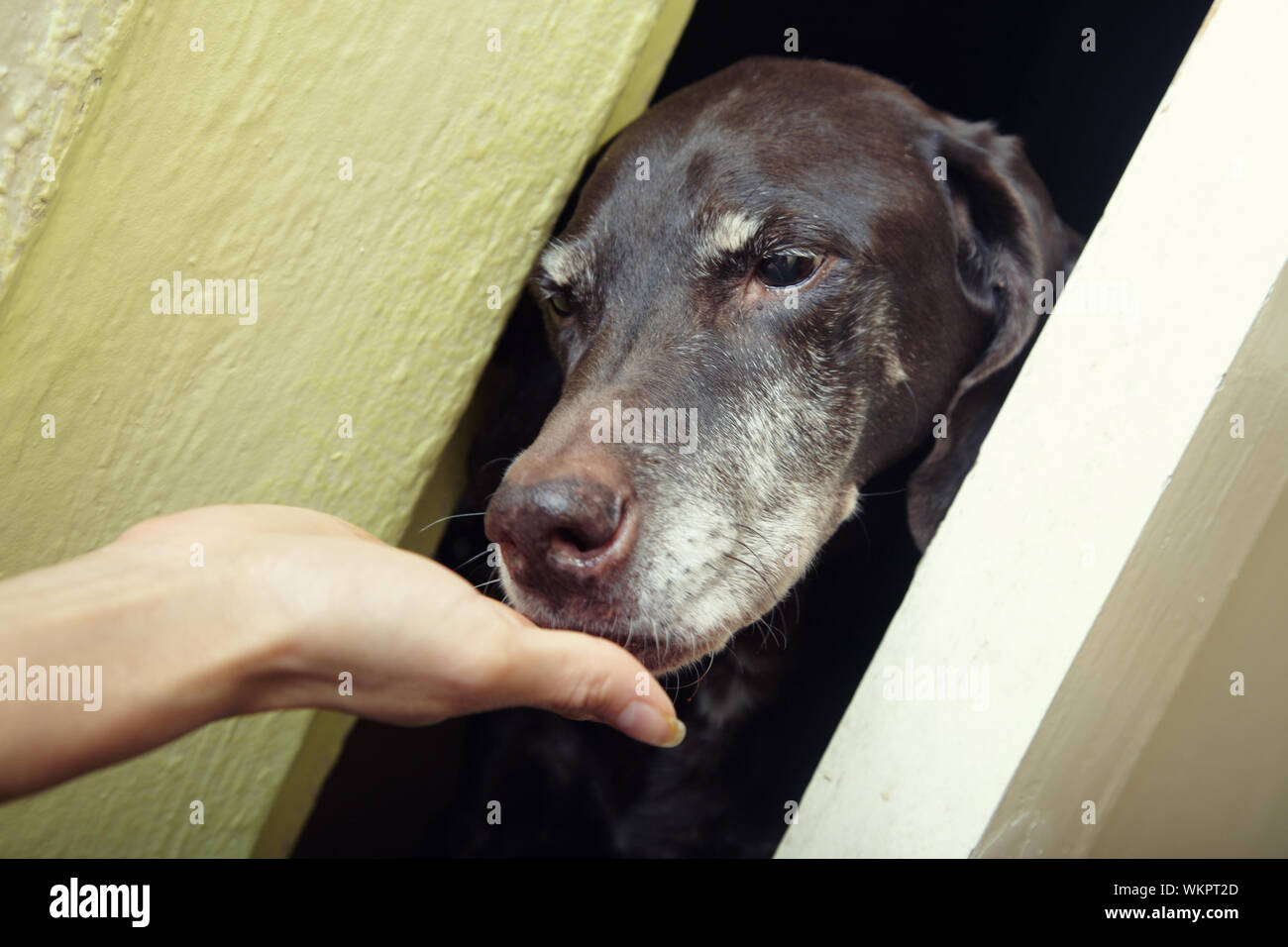 Dog eating from the human hand indoors. Natural light and colors Stock ...