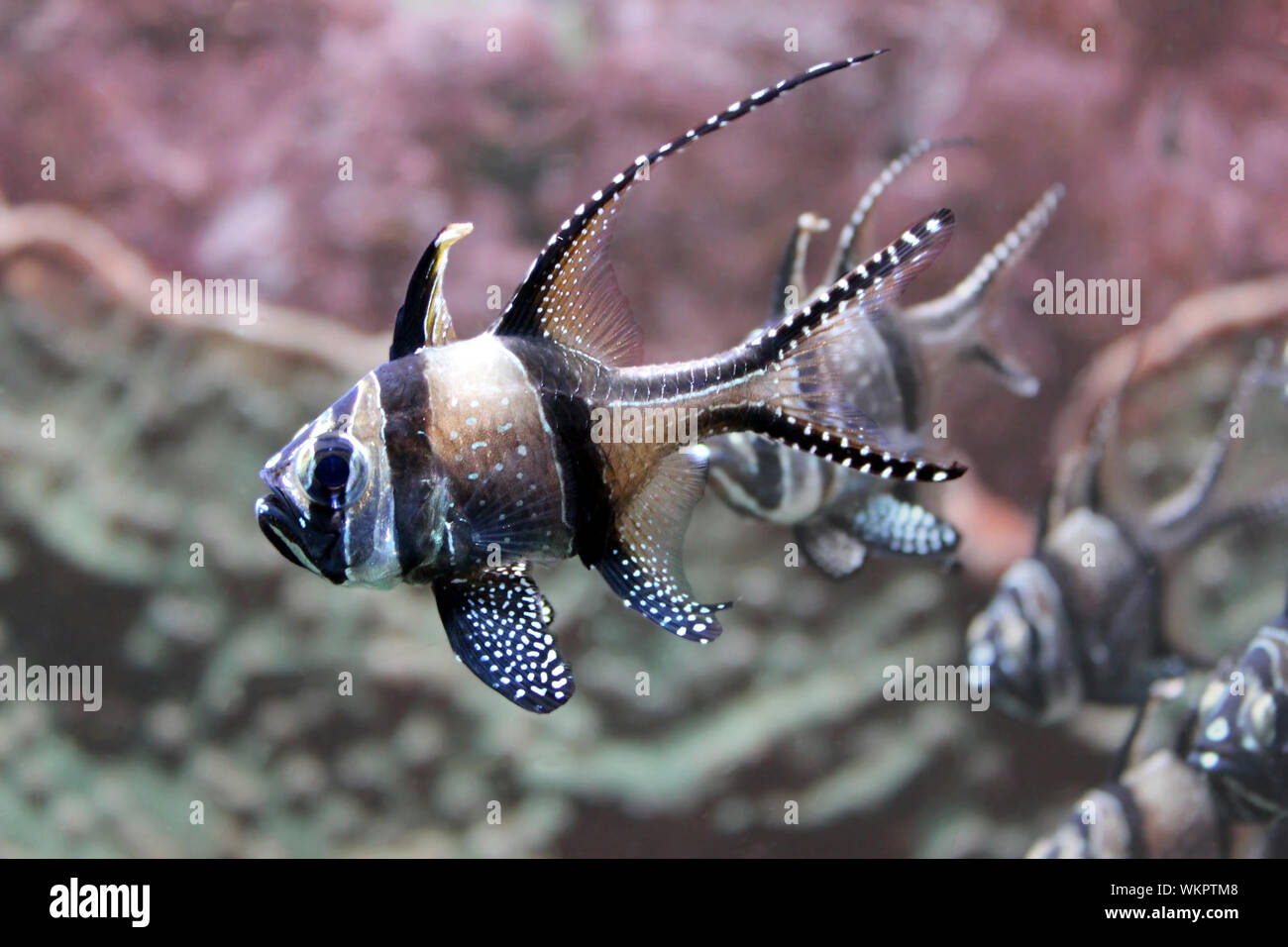 Beautiful Banggai cardinalfishes in AquaZoo Dusseldorf Stock Photo - Alamy