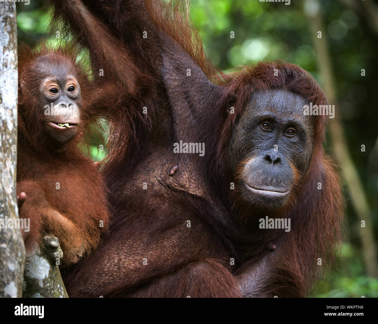 A female of the orangutan with a cub in a native habitat. Rain wood of ...