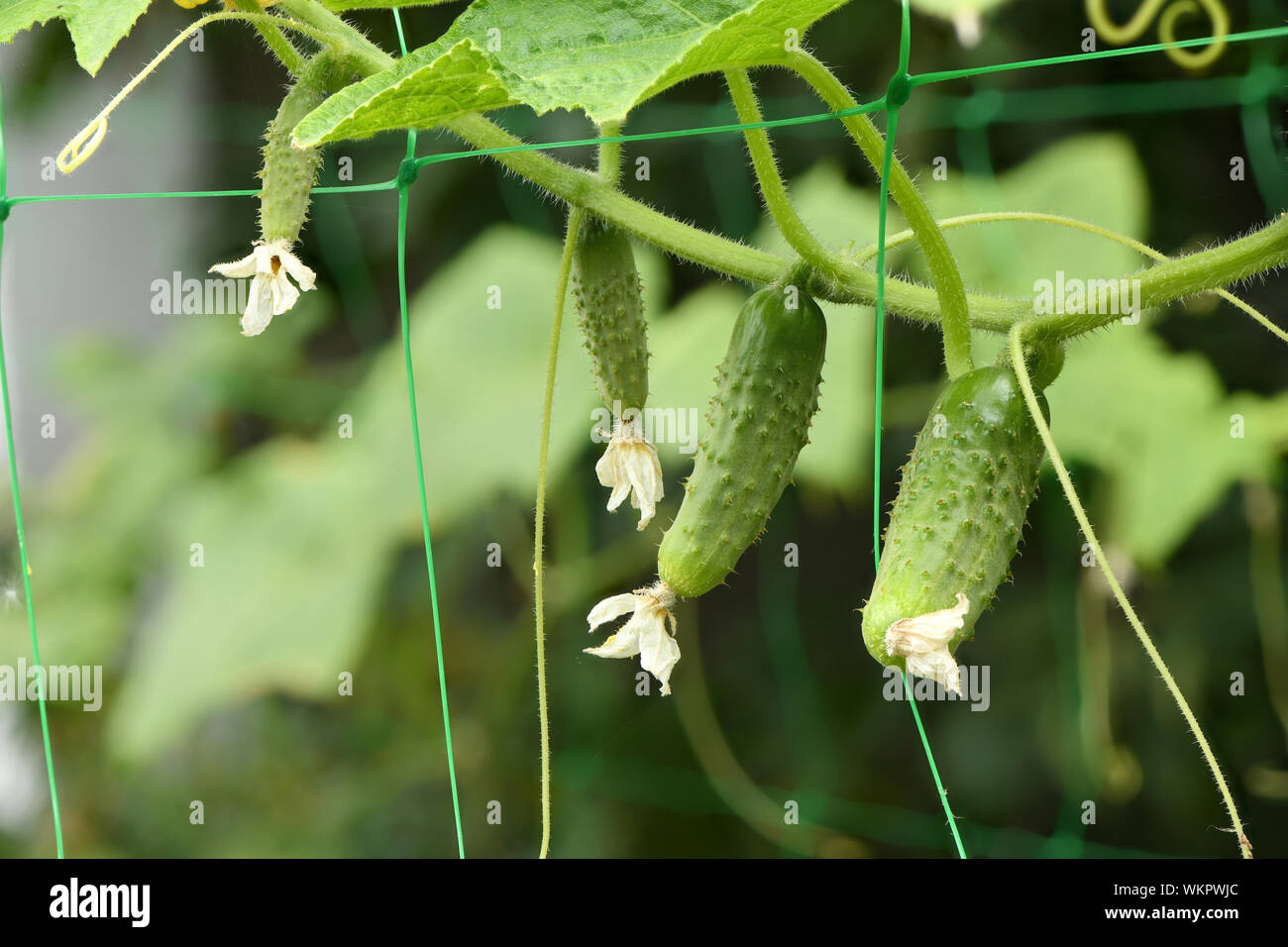 Cucumbers growth in the garden. High resolution photo. Full depth of ...