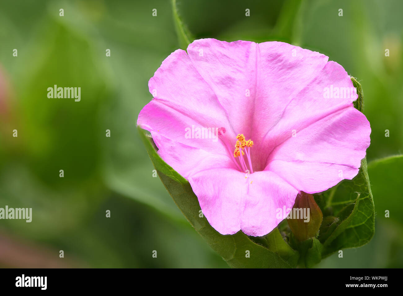 Marvel of Peru (Mirabilis jalapa) beautiful flower blooming in the ...