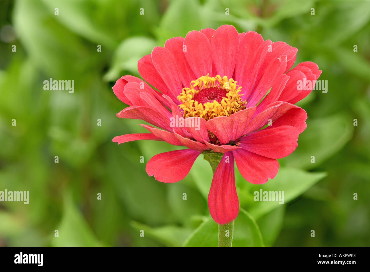 Red colored zinnia, beautiful flower blooming in the garden. High ...