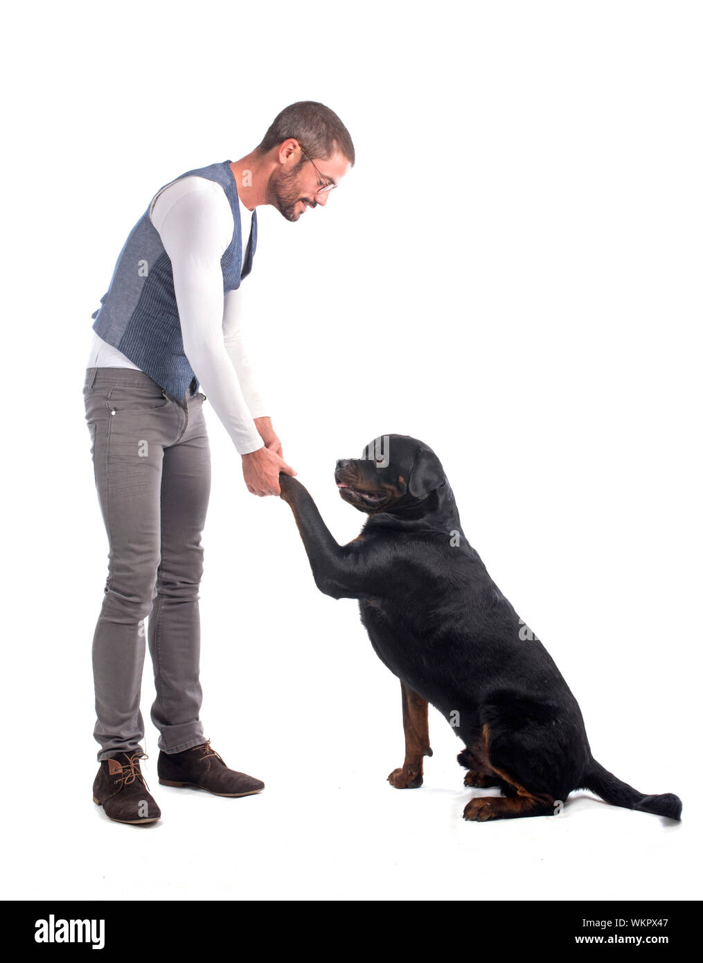 man and rottweiler in front of white background Stock Photo - Alamy