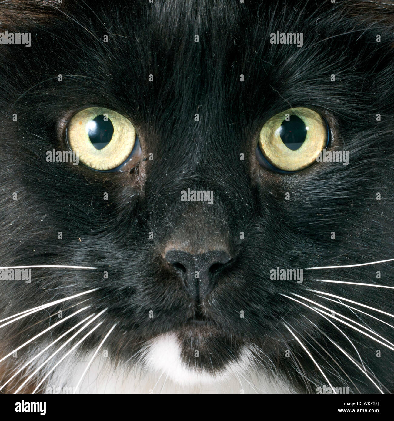 black cat in front of white background Stock Photo - Alamy