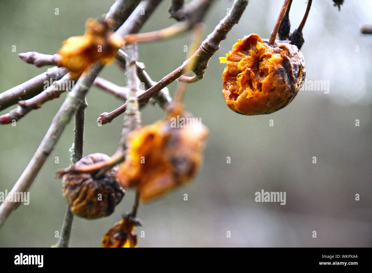 Rotten Fruits On Tree High Resolution Stock Photography and Images - Alamy