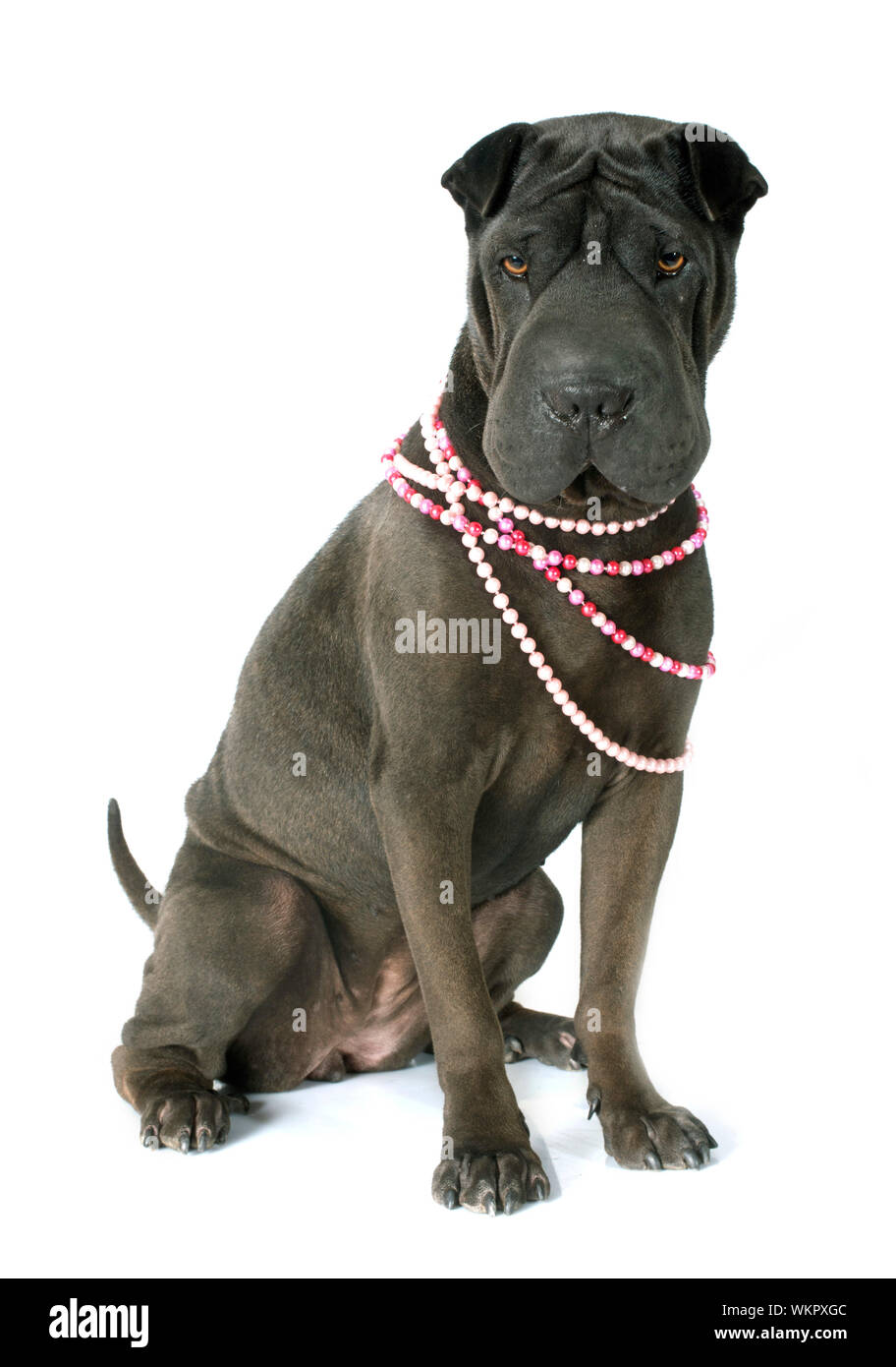 female shar pei in front of white background Stock Photo - Alamy