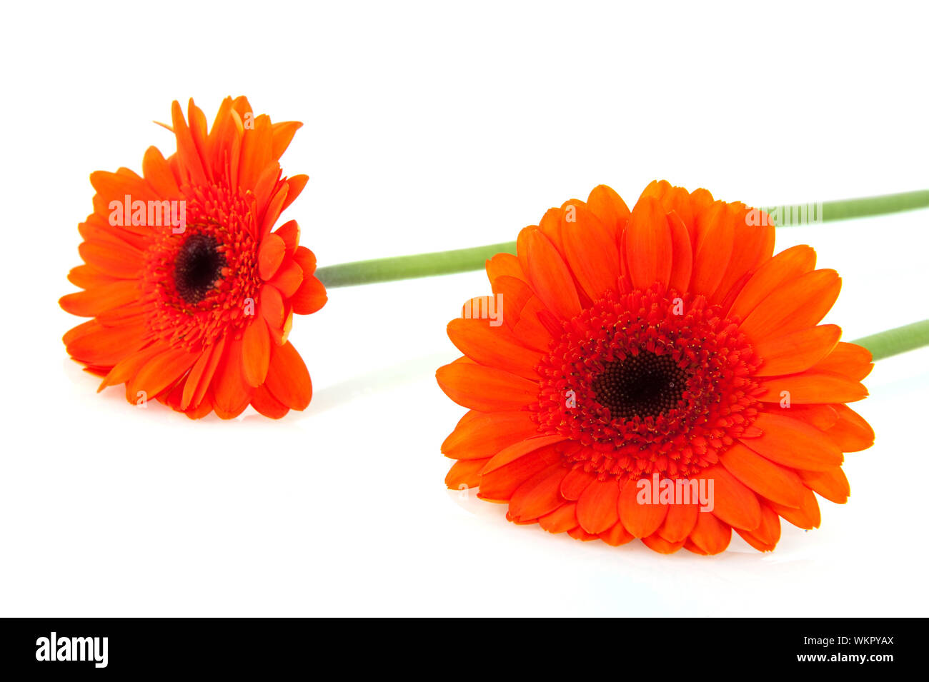 Two beautiful orange double hi-res stock photography and images - Alamy