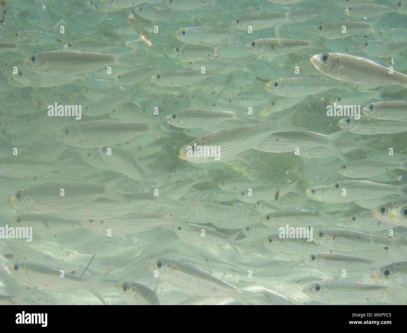 Beautiful wild fish swimming hi-res stock photography and images - Alamy