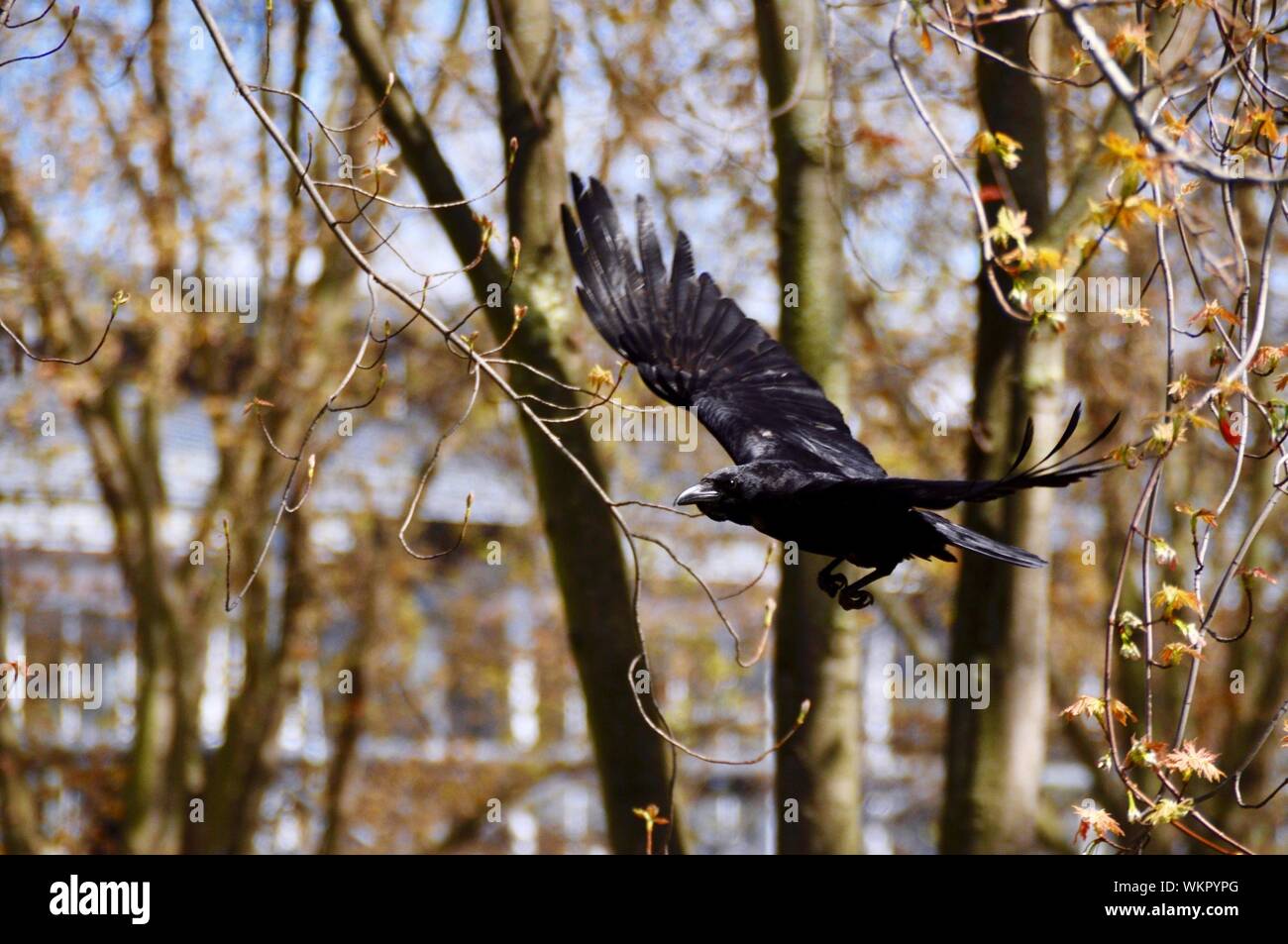 Raven Flying High Resolution Stock Photography and Images - Alamy
