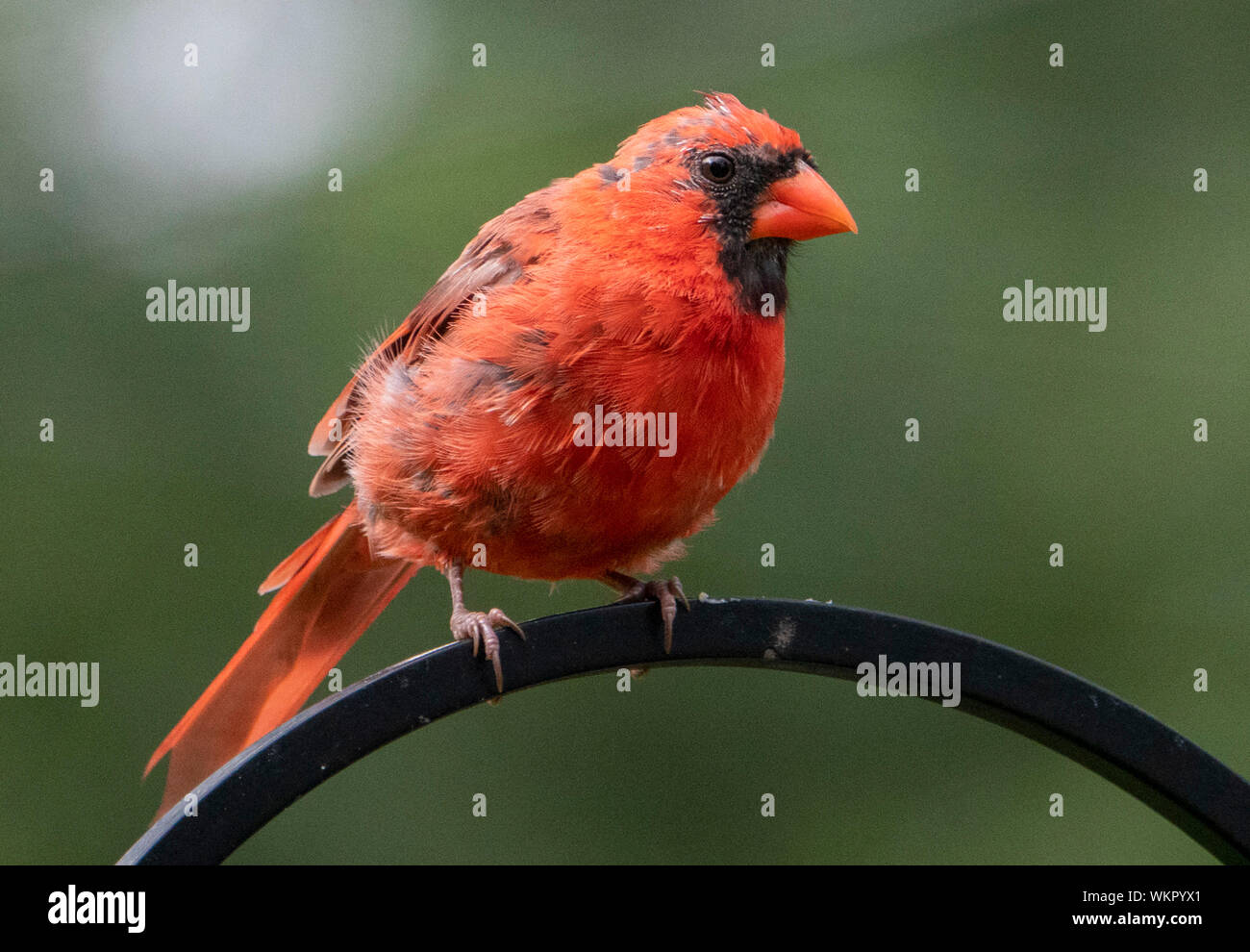 Mr red hi-res stock photography and images - Alamy