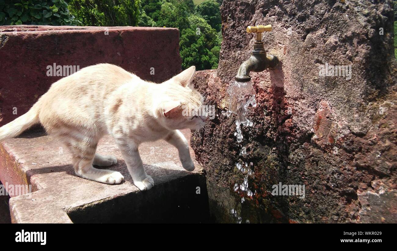 Faucet cat hi-res stock photography and images - Alamy
