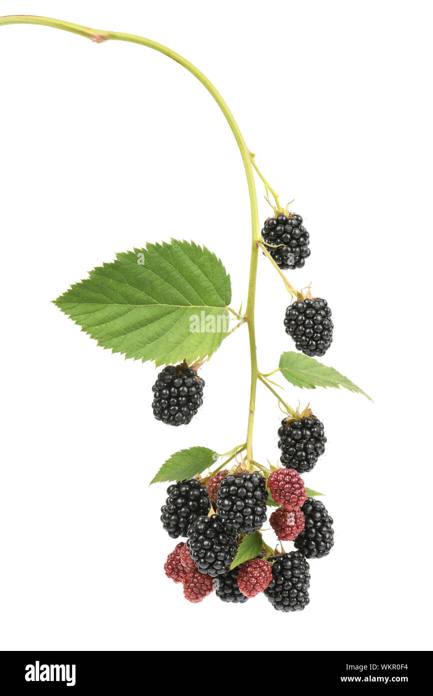 Ripe and unripe blackberry isolated white background. High resolution ...