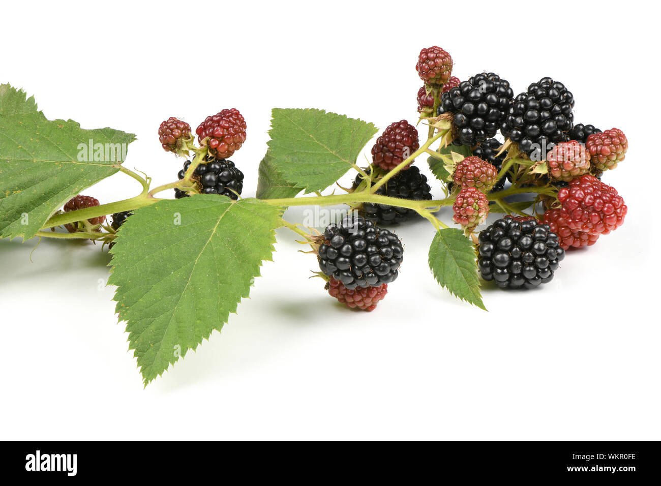 Ripe and unripe blackberry isolated white background. High resolution ...