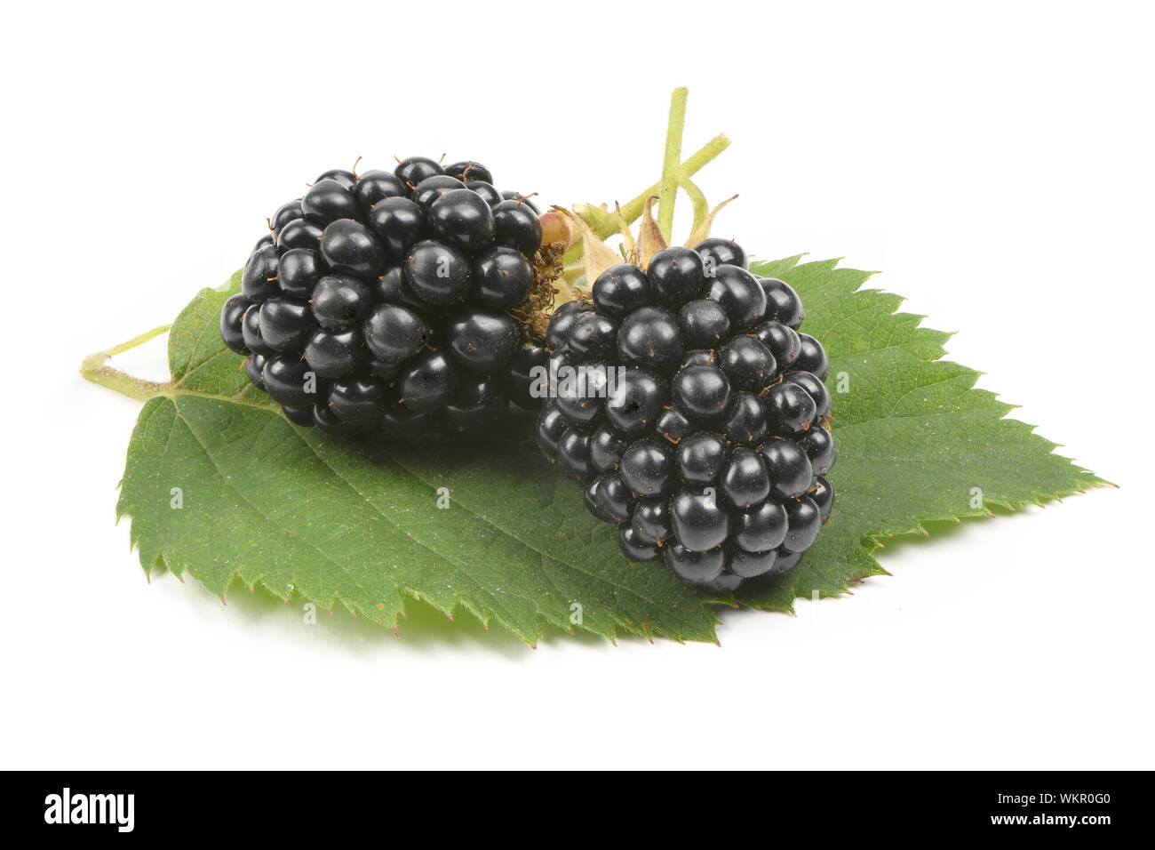 Ripe blackberry isolated white background. High resolution photo. Full ...