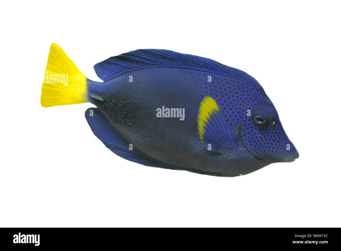 Blue Tang fish (acanthurus xanthurus) in front of white background ...