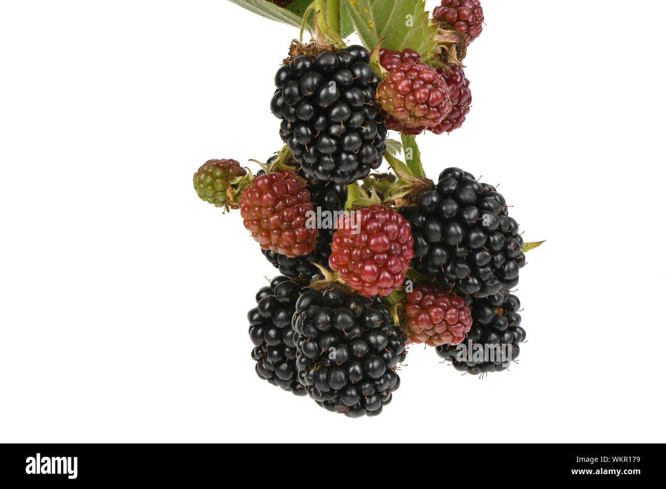 Ripe and unripe blackberry isolated white background. High resolution ...