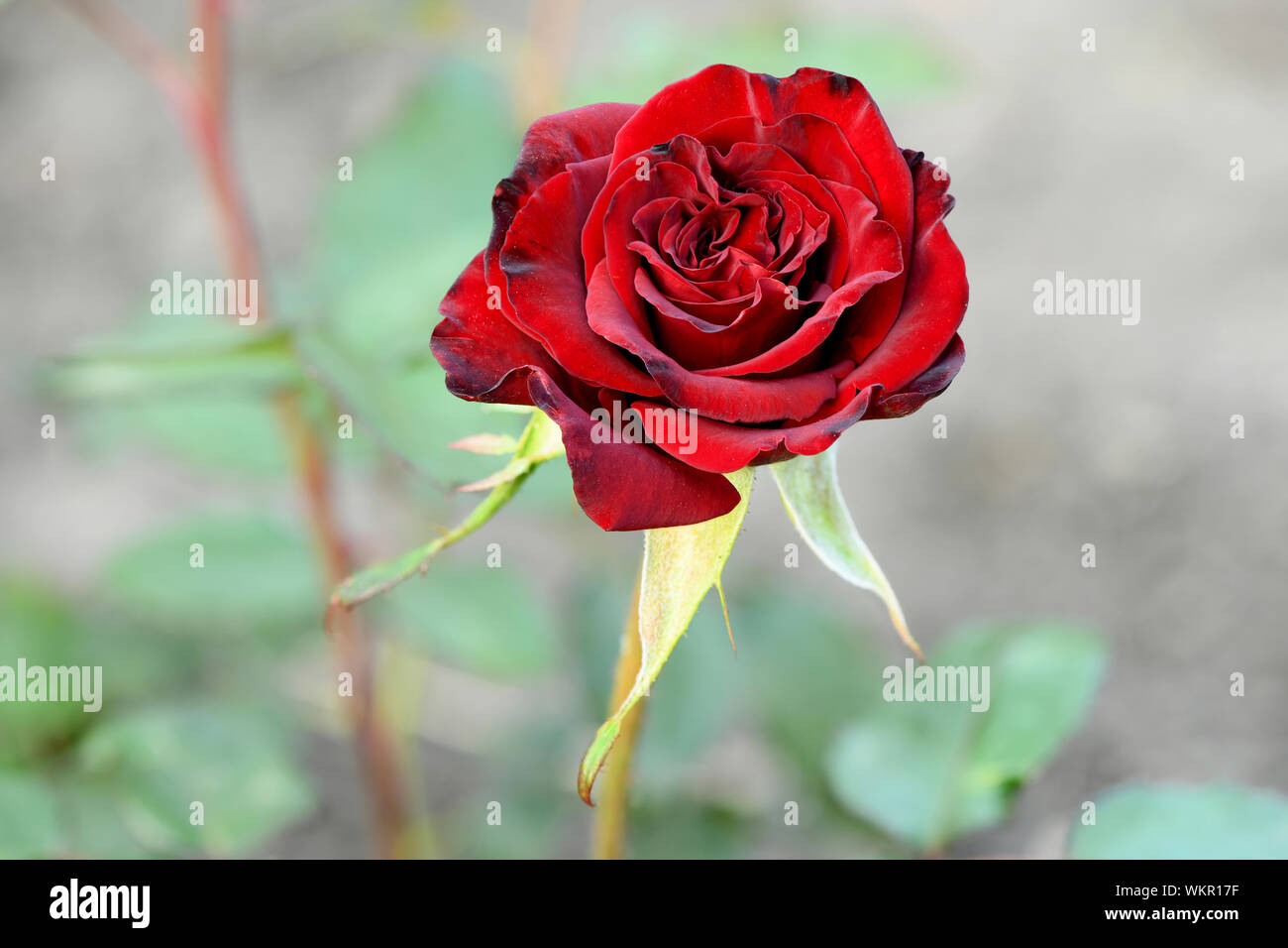 Red colored rose, beautiful flower blooming in the garden. High ...