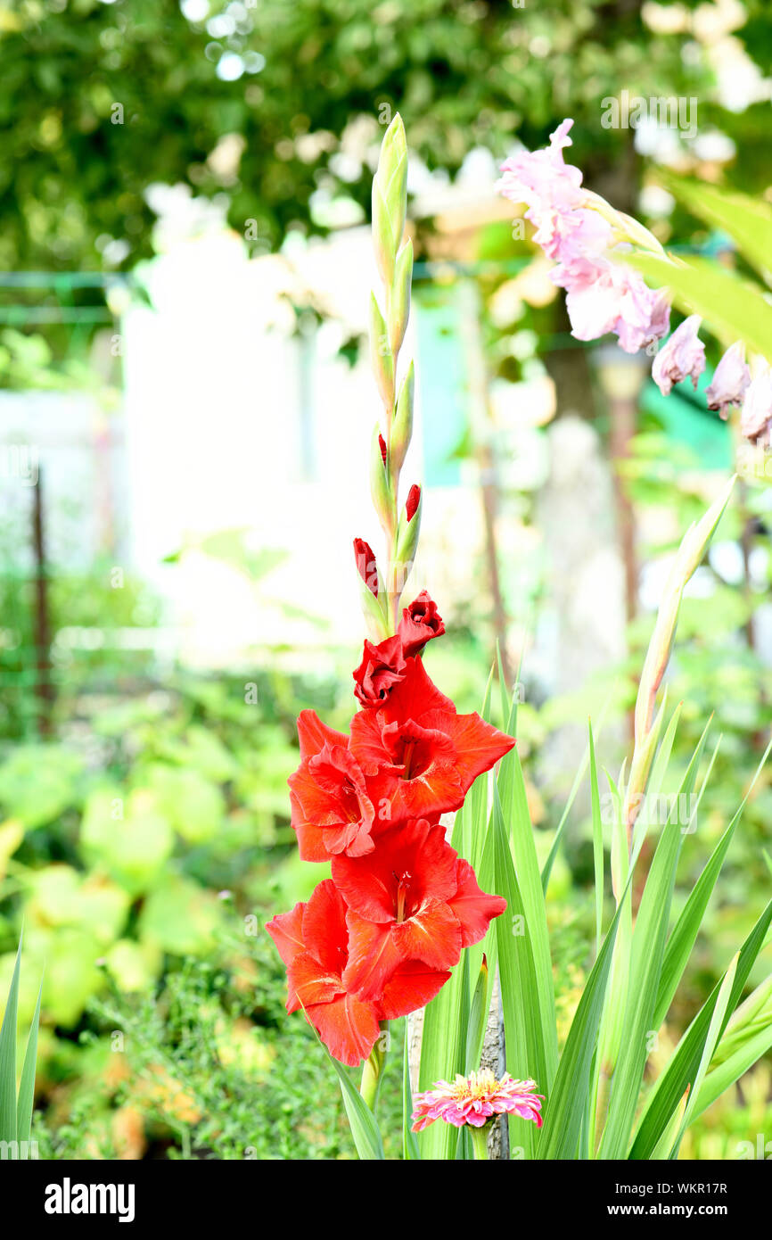 Red colored gladiolus isolated on white background. High resolution ...