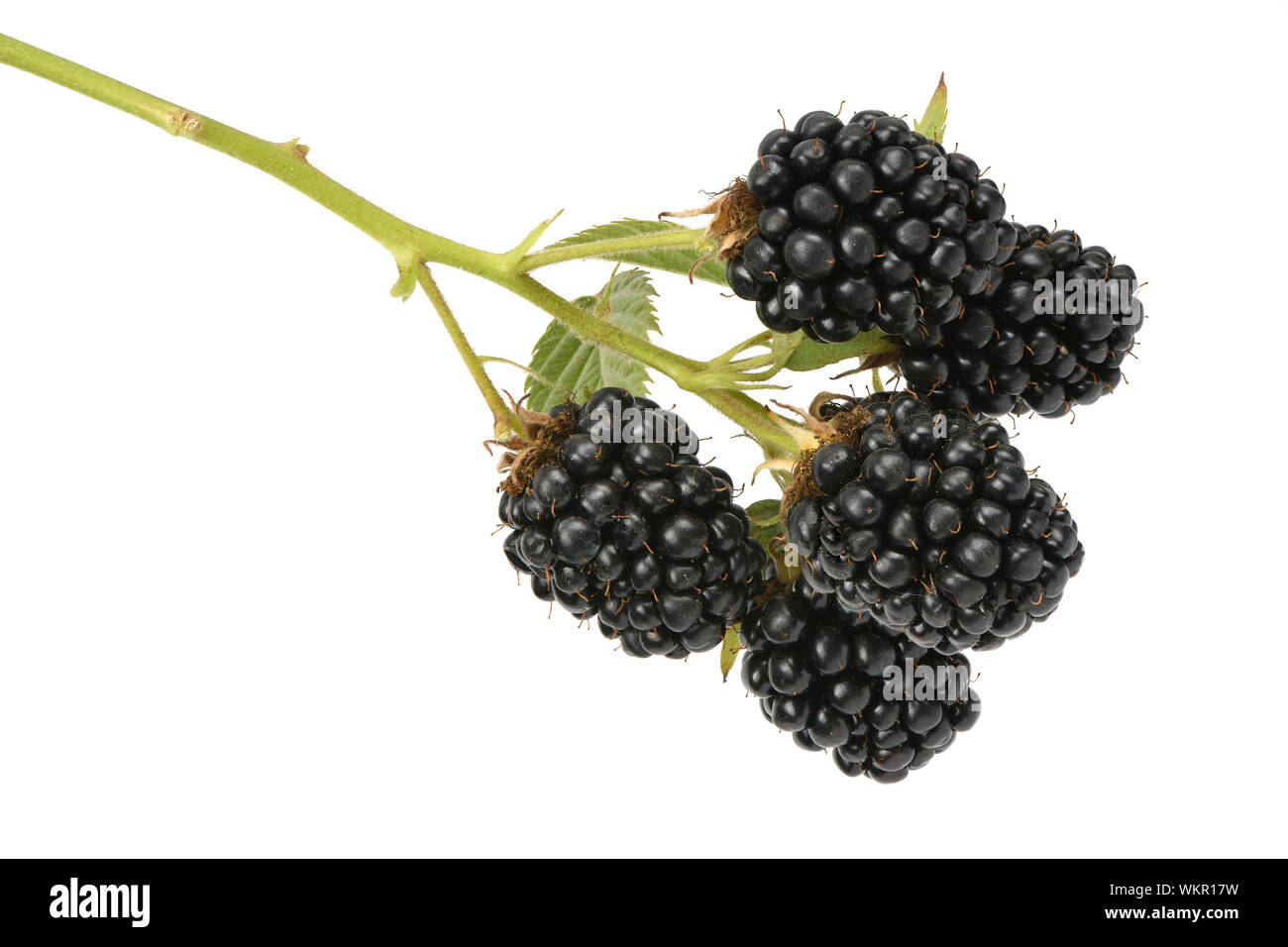 Ripe blackberry isolated white background. High resolution photo. Full ...