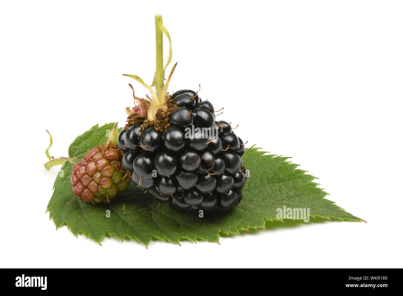Ripe and unripe blackberry isolated white background. High resolution ...