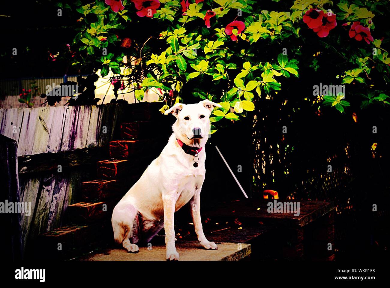 Border Collie Back High Resolution Stock Photography and Images - Alamy