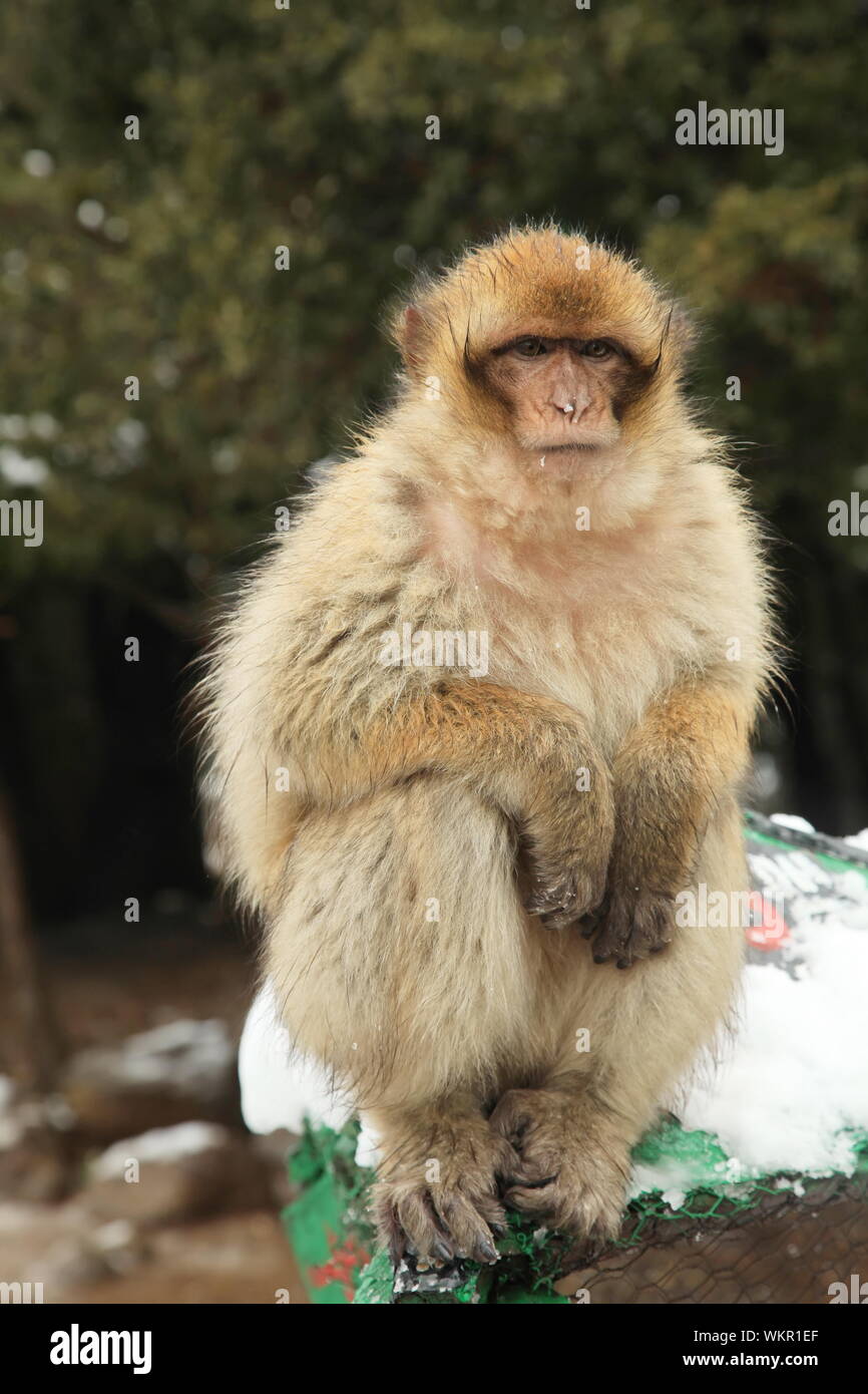 Barbary macaque atlas cedar forest hi-res stock photography and images ...