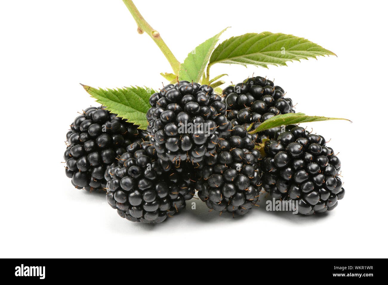 Ripe blackberry isolated white background. High resolution photo. Full ...