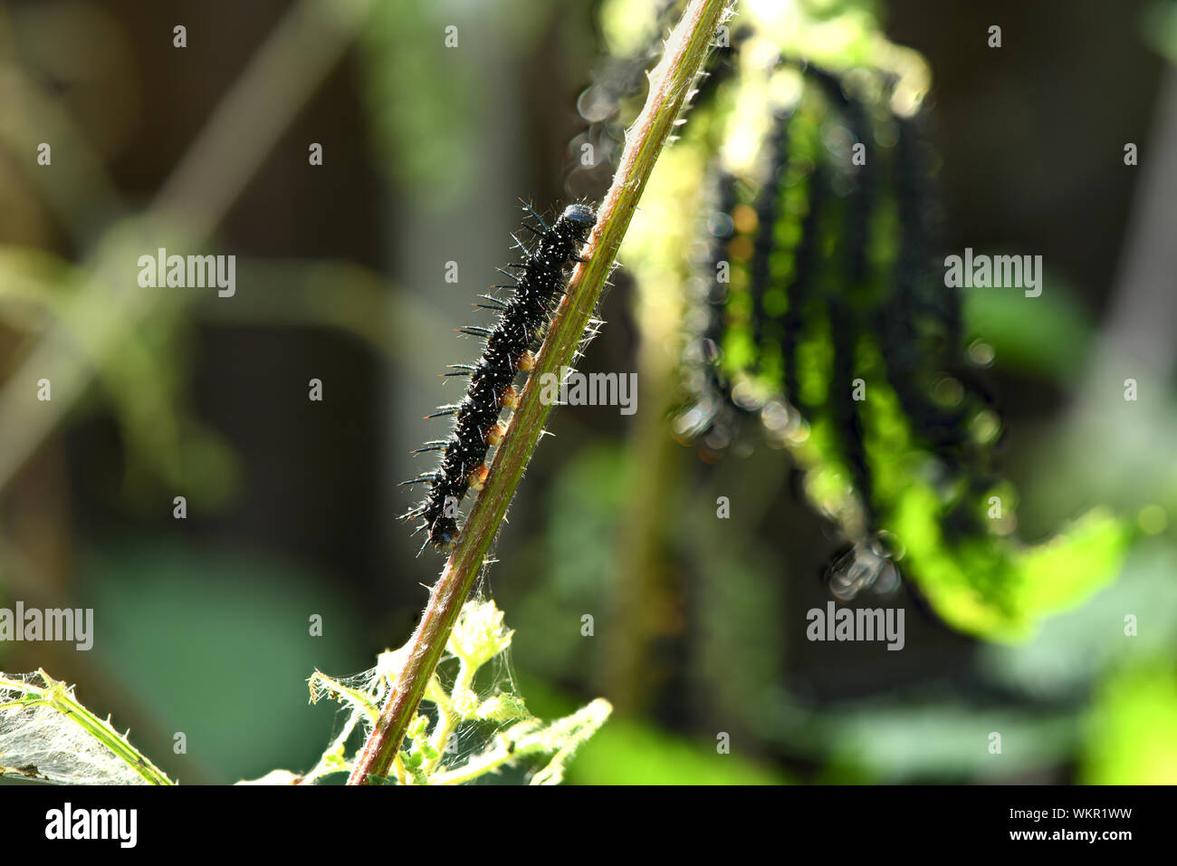 Peacock butterfly (Aglais io) late instar caterpillar. Impressive larva ...