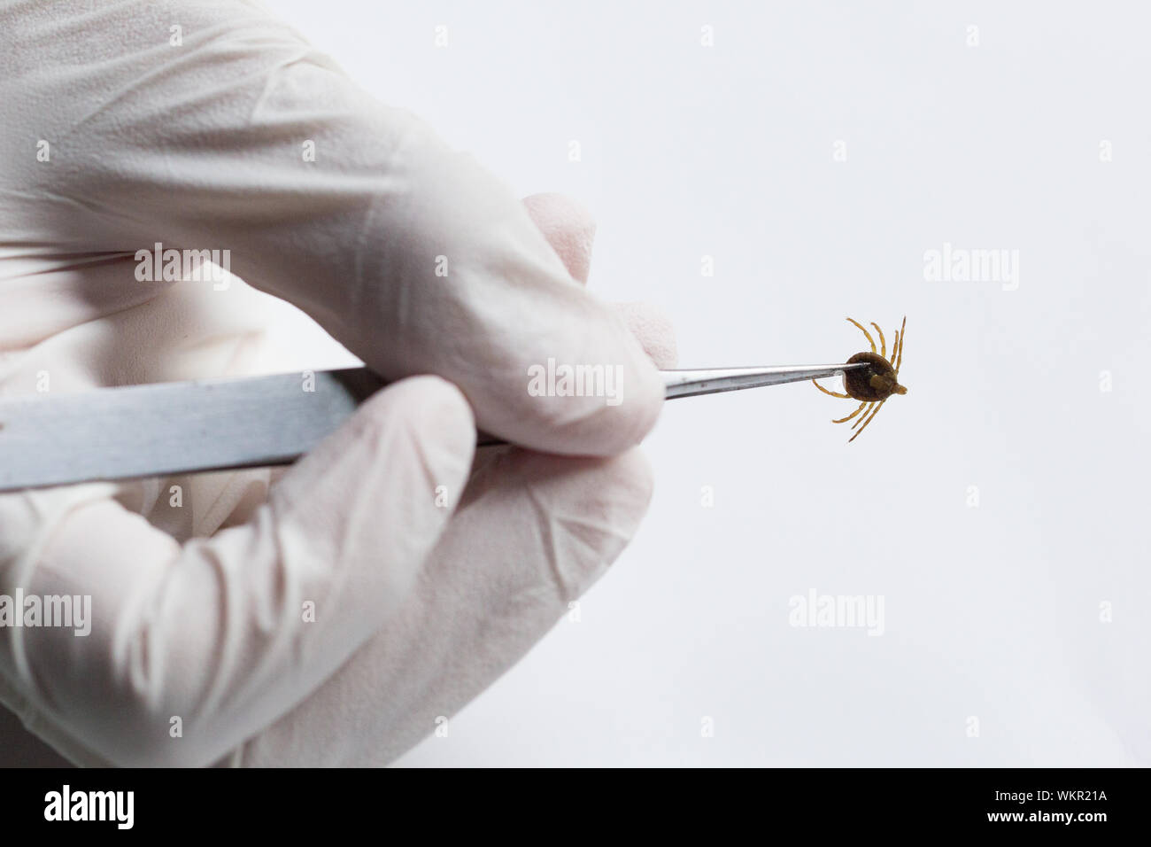 Tick louse hi-res stock photography and images - Alamy