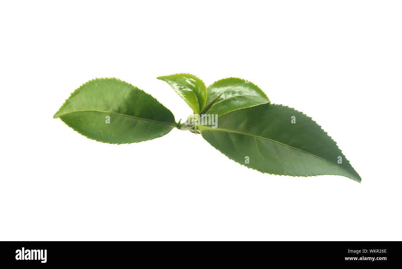 Tea branch hi-res stock photography and images - Alamy