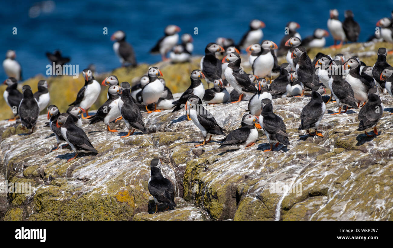 Puffin breeding colony hi-res stock photography and images - Alamy