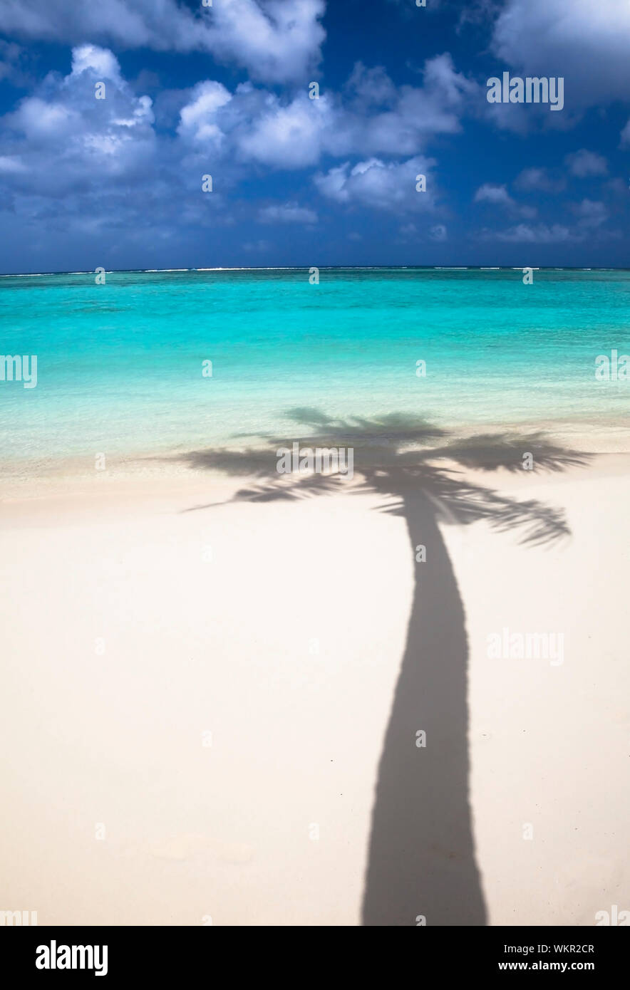 Tropical beach and shadow of coconut tree Stock Photo - Alamy