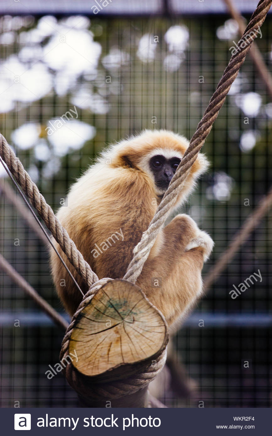 Gibbon Monkey Stock Photos & Gibbon Monkey Stock Images - Alamy