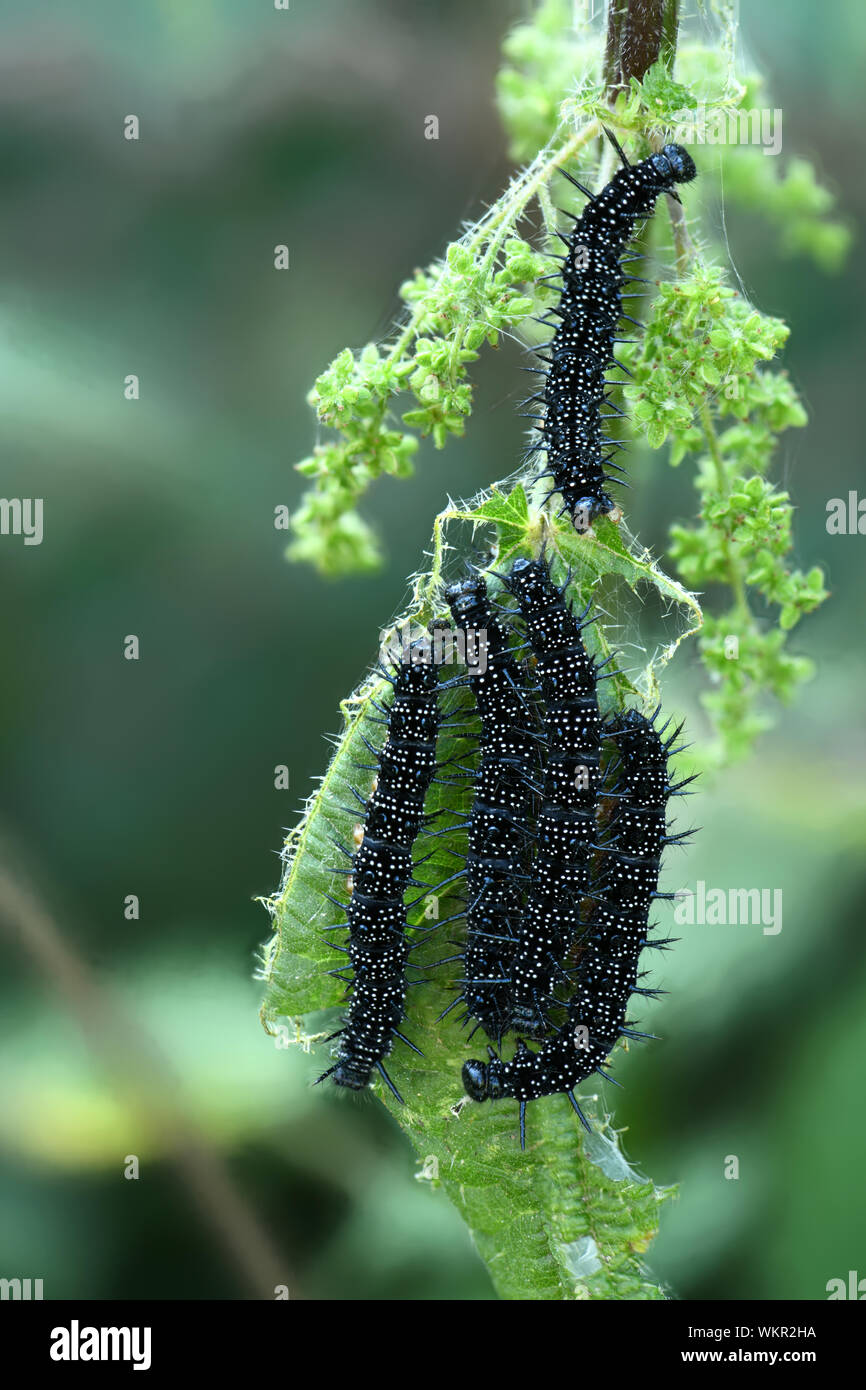 Peacock butterfly (Aglais io) late instar caterpillar. Impressive larva ...
