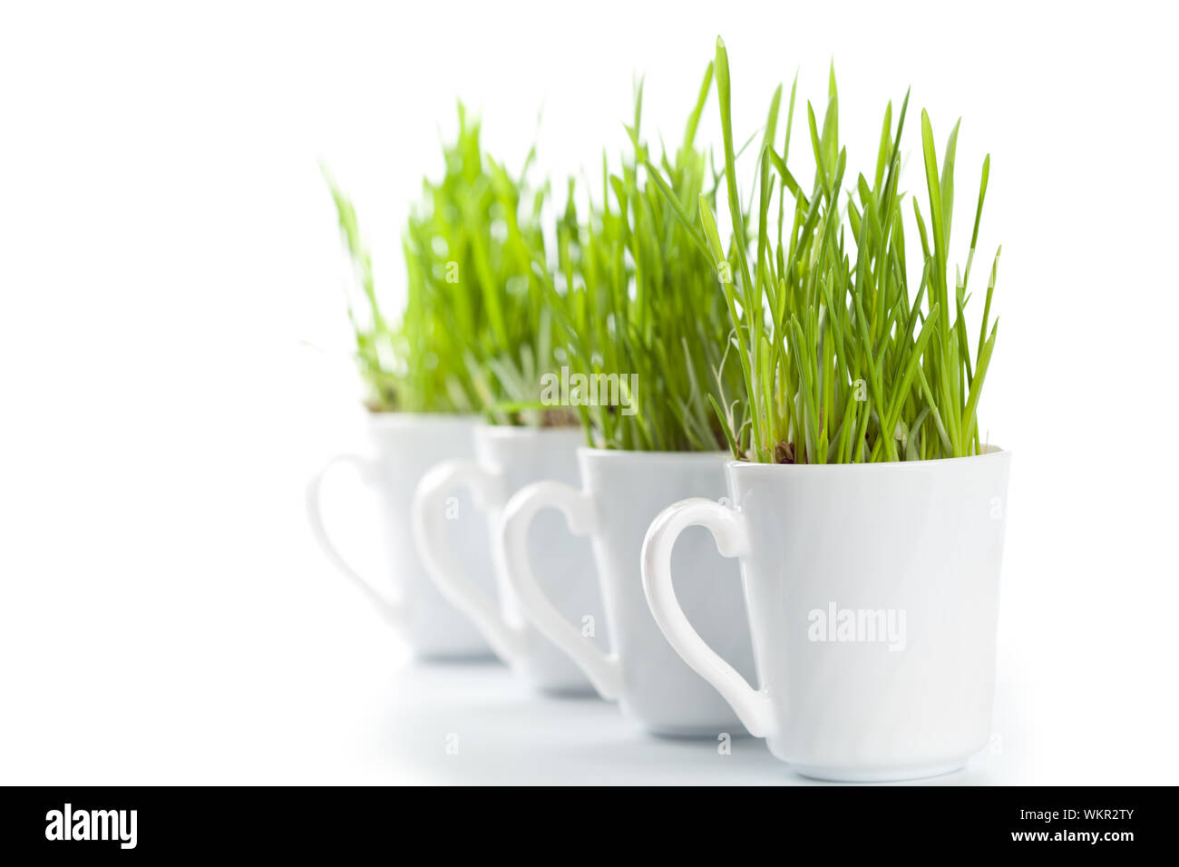 Green grass in coffee cups hi-res stock photography and images - Alamy