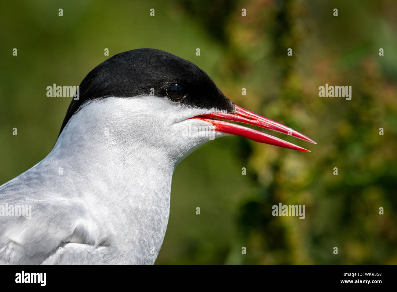 Sterna paradisaea migration hi-res stock photography and images - Alamy