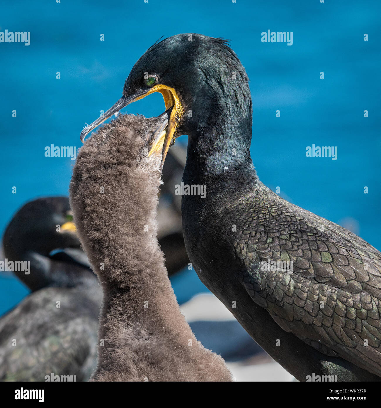 Young cormorant hi-res stock photography and images - Alamy