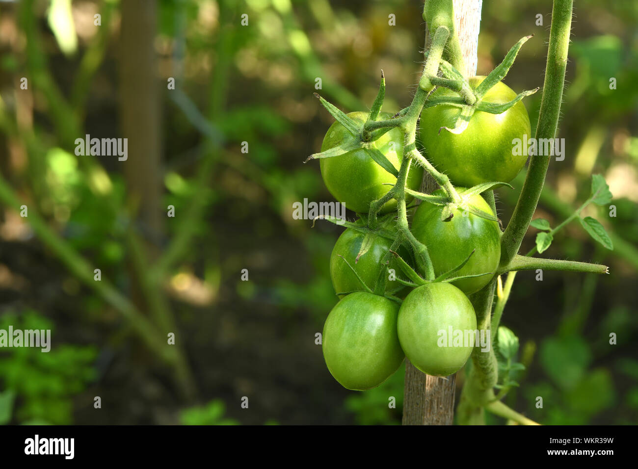 Green unripe tomato, vegetables growing in the garden. High resolution ...