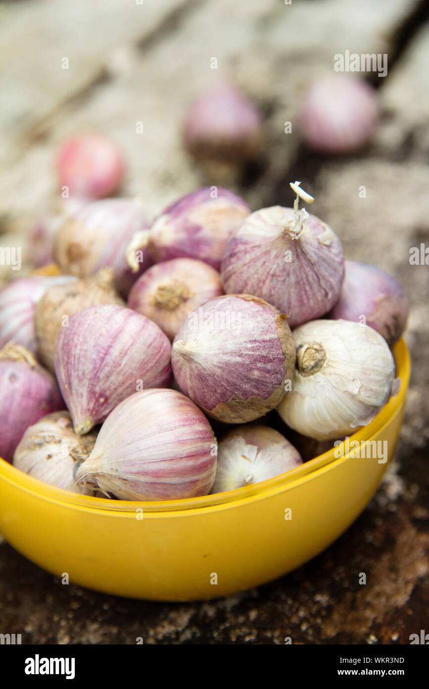 fresh organic garlic Stock Photo - Alamy