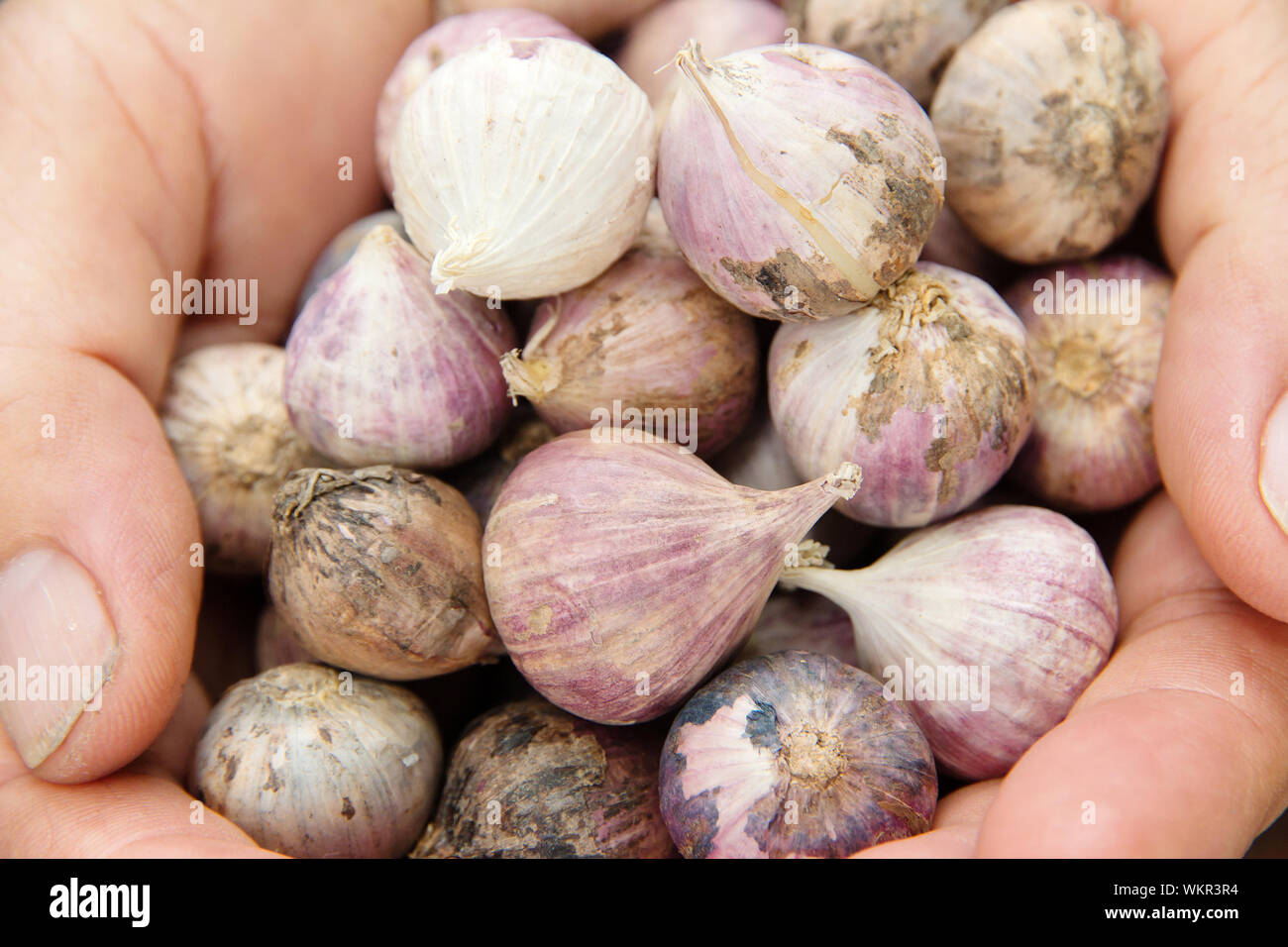 fresh organic garlic Stock Photo - Alamy