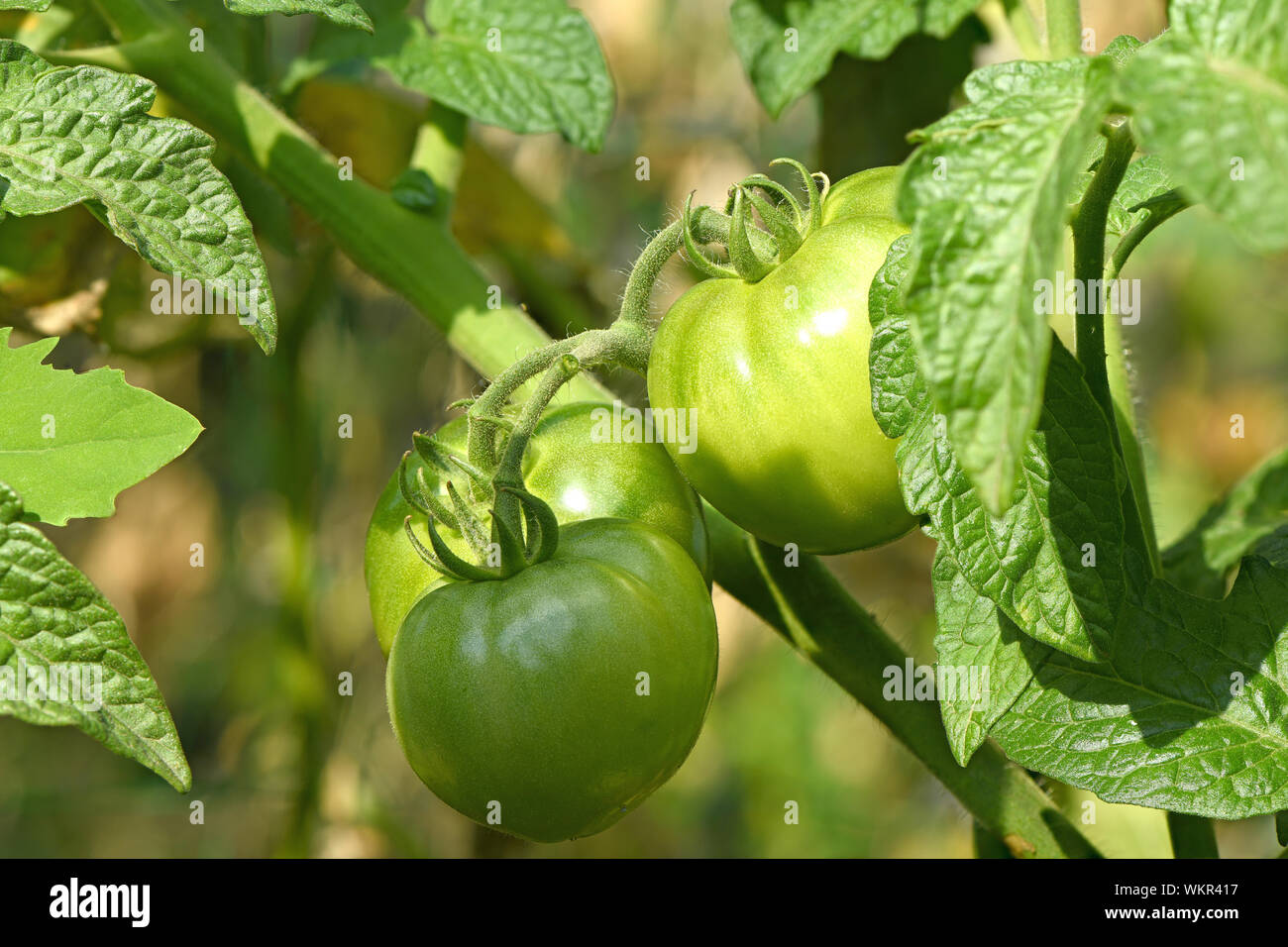 Green unripe tomato, vegetables growing in the garden. High resolution ...