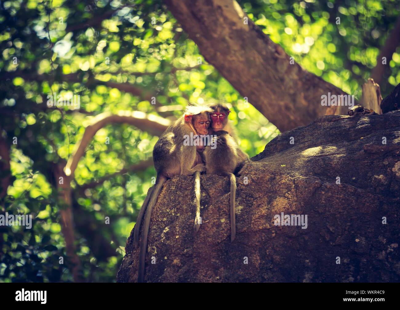 Family of monkeys on rock hi-res stock photography and images - Alamy