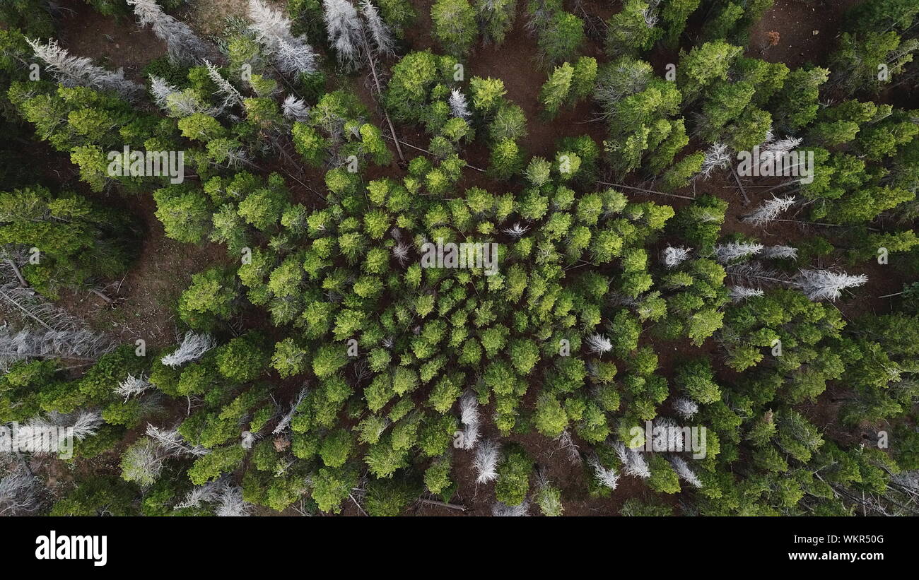 Wildlife in trees hi-res stock photography and images - Alamy