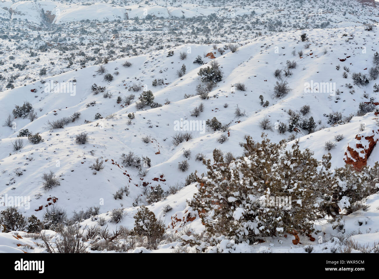Sandstone fins near the Fiery Furnace, Arches National Park, Utah, USA ...