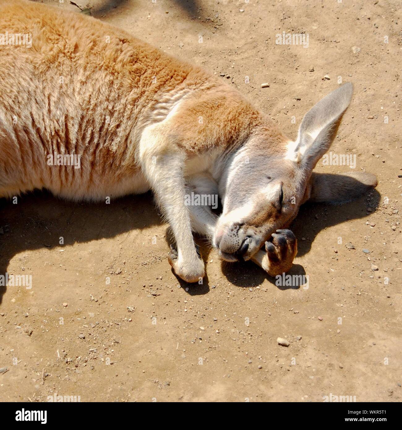 Kangaroo Lying Down High Resolution Stock Photography and Images - Alamy